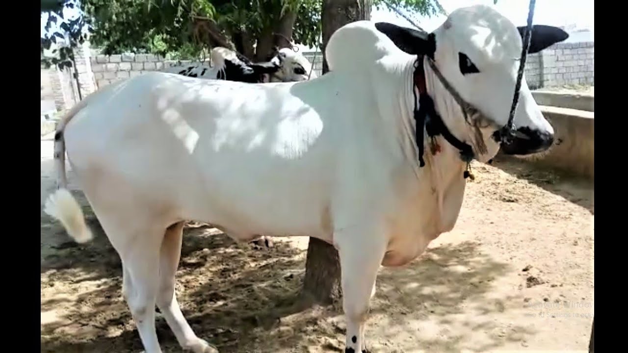 Biggest Dhani Bulls for sale || demand on call || 0315-5371232 ...