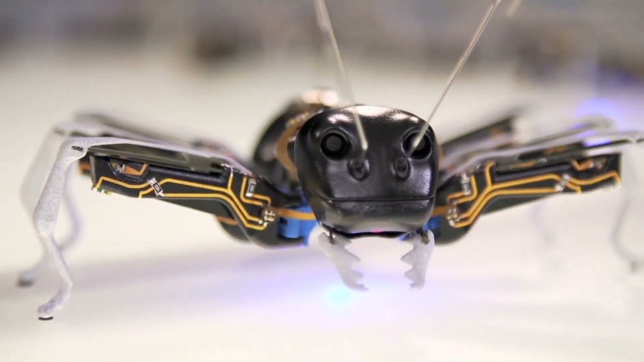 Festo bionicants|documentary| youtube Keruwawa - කෙරුවාව - YouTube