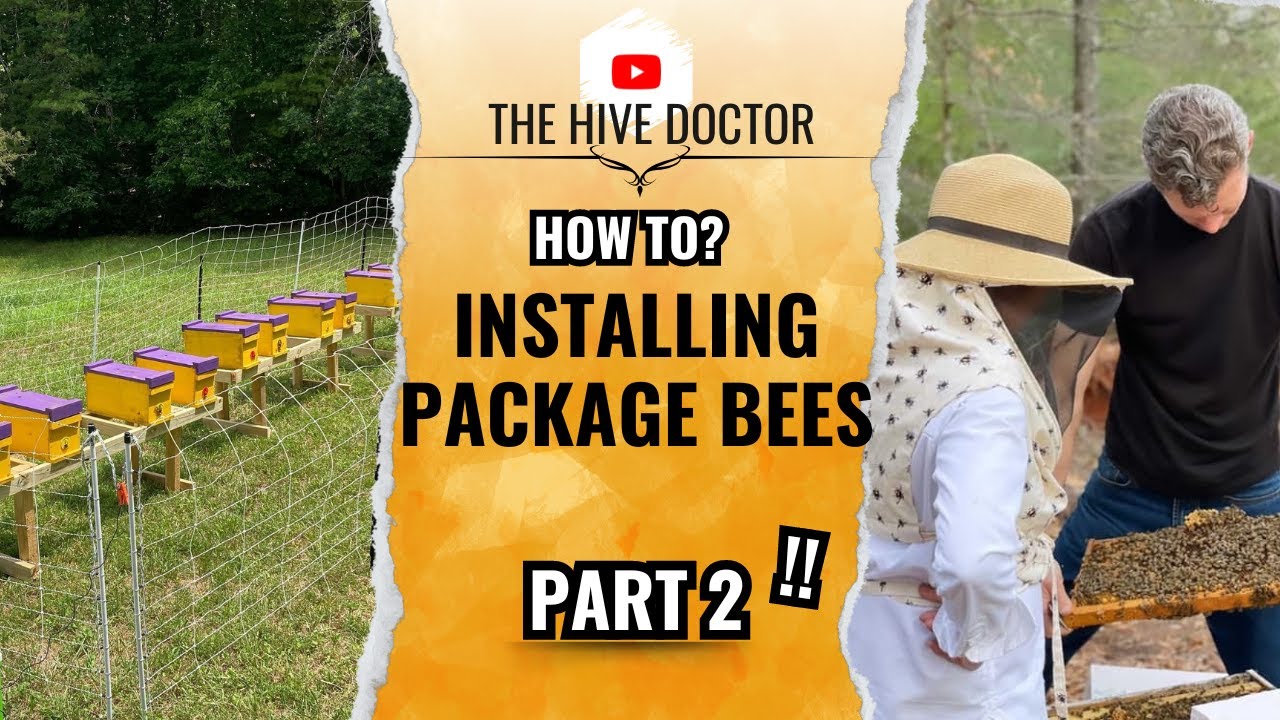 Package Bee Installation Part 2//Installing your Package Bees//How to install your Package Bees ...