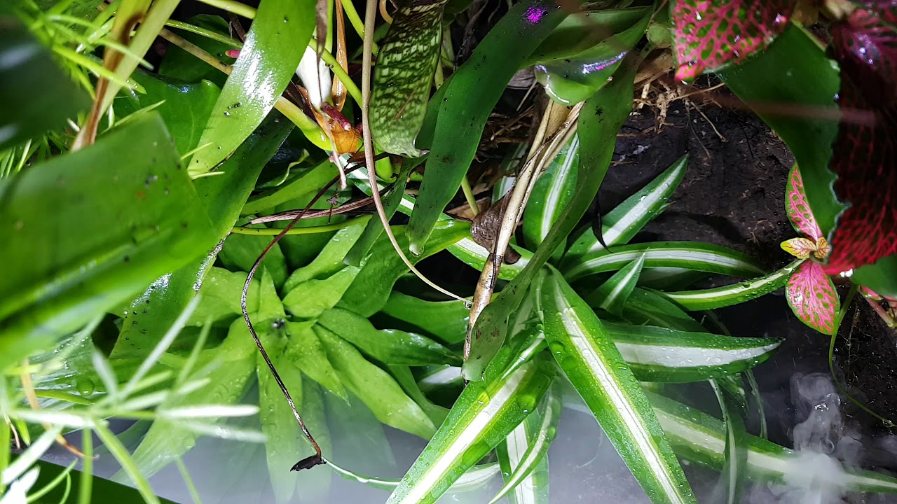 Riparium i mini szklarnia update. - YouTube