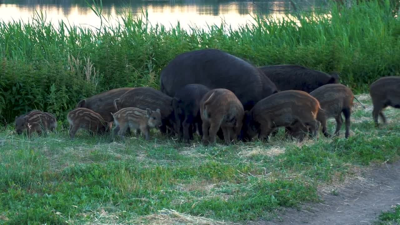 Pigs Fighting Over Food Stock Video - YouTube