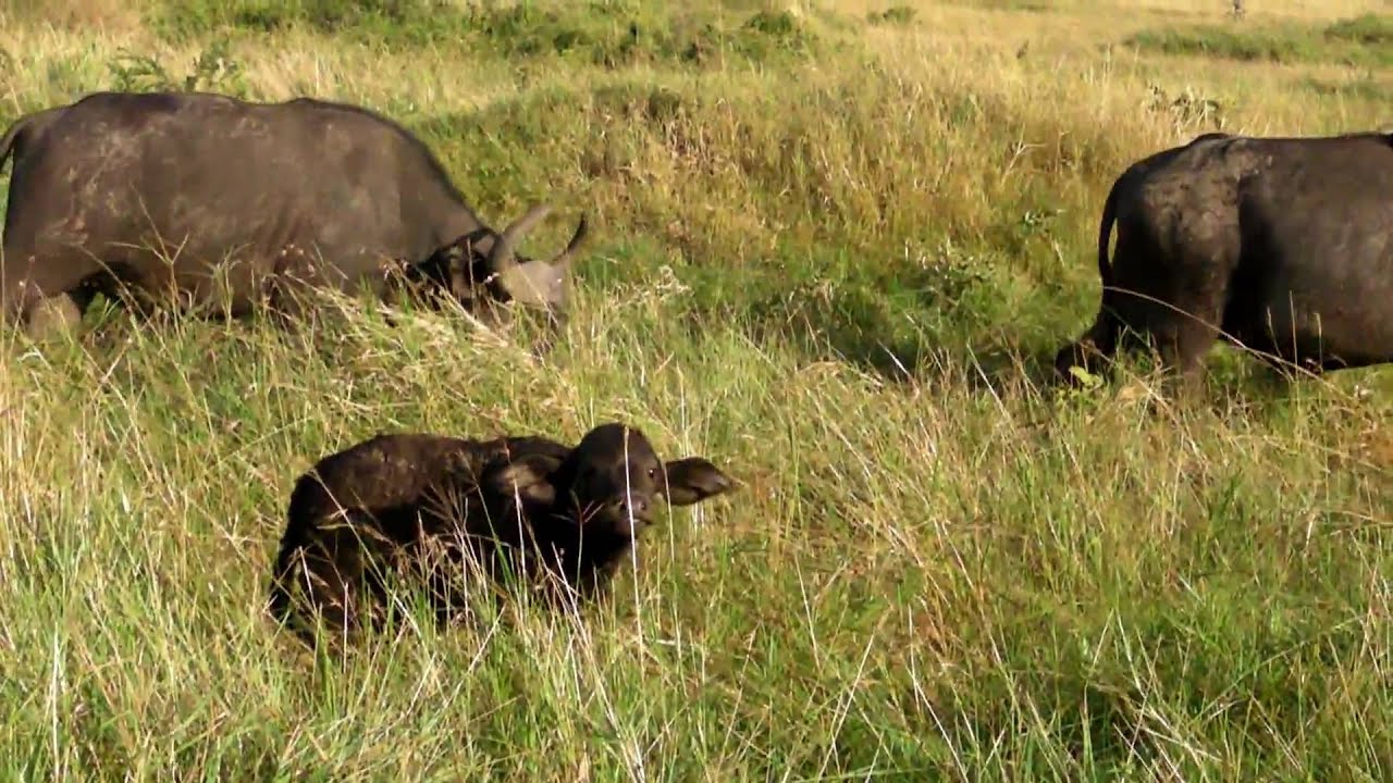 Baby Buffalo - YouTube