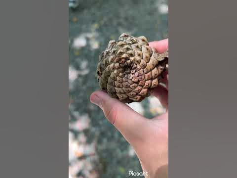 Fibonacci sequence on a pine cone - YouTube