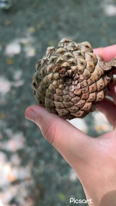 Fibonacci sequence on a pine cone - YouTube