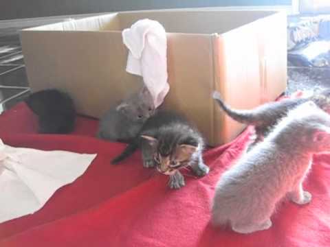 Shadow's Kittens