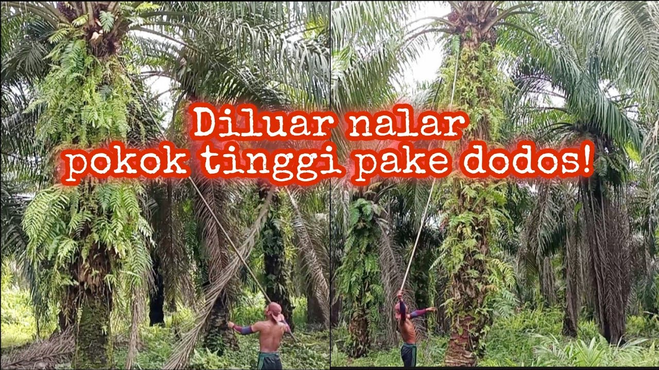 Wow panen sawit pokok tinggi pake dodos - YouTube