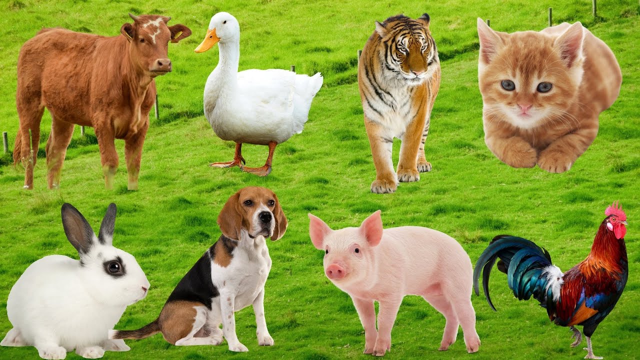 Fun Farm Animals: Cat, Rabbit, Cow, Dog, Chicken, Horse, Sheep, Giraffe ...