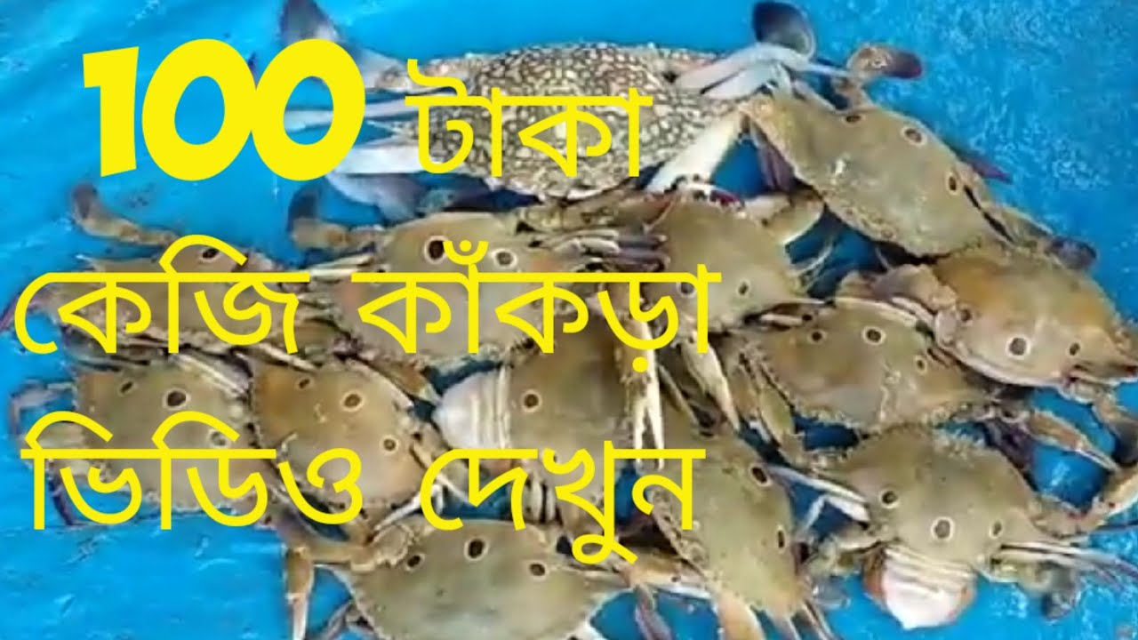 Digha Mohana Fish market West Bengal | Fish Auction & Selling | - YouTube