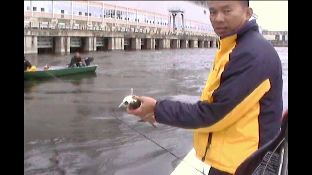 Pêche Alose à Carillon - YouTube