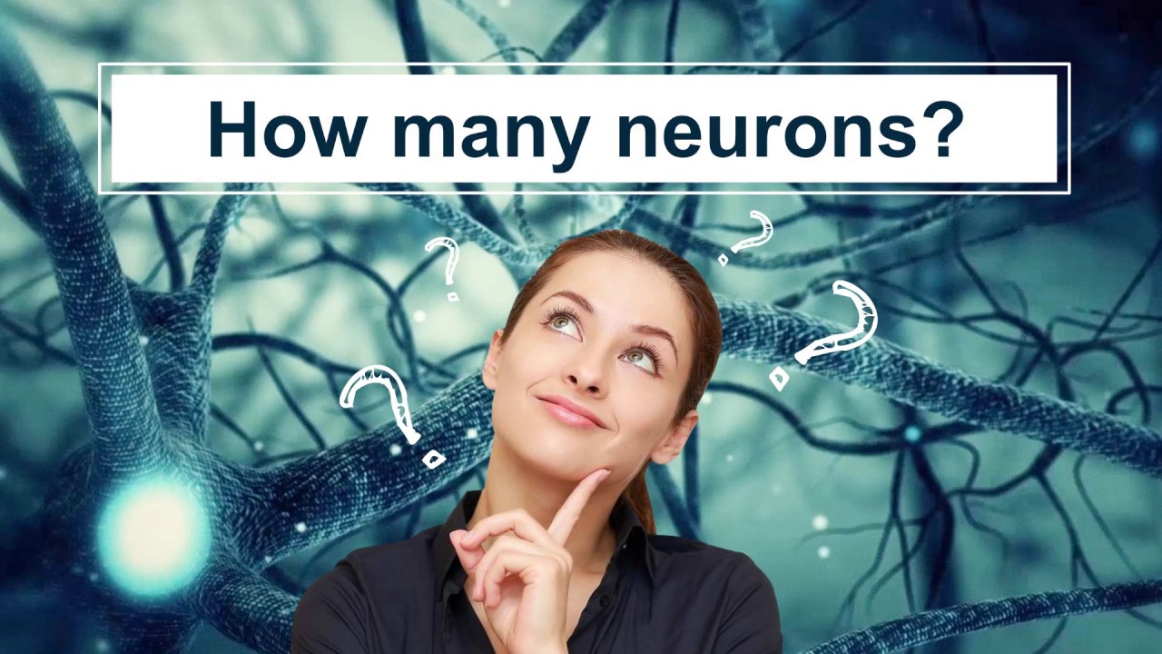 How many neurons in the brain? - YouTube