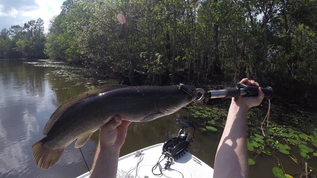 Goggle Eye Matrix Craw & Matrix Mini - YouTube