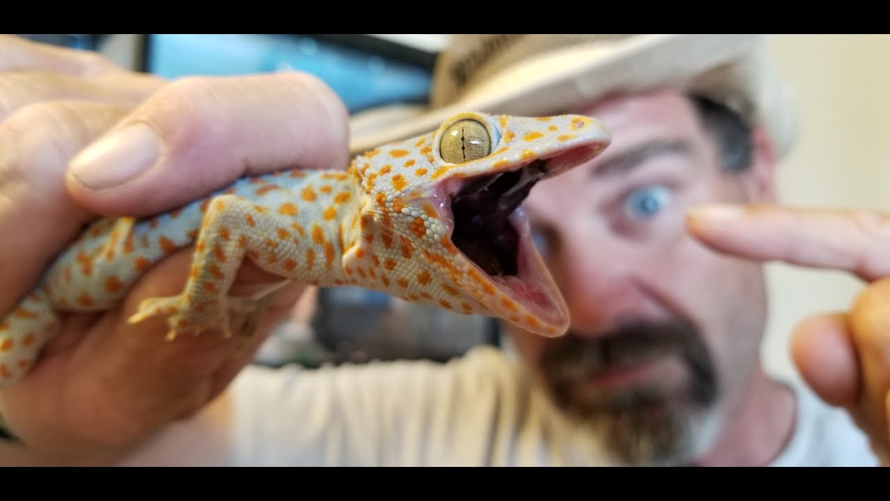 Edutainment Session - Geckos! - YouTube