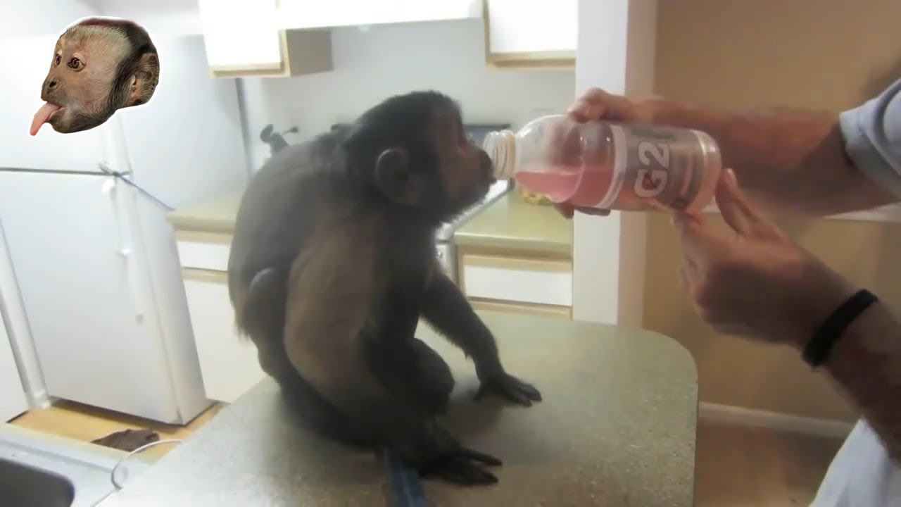 Capuchin Monkey Loves GatorAde - YouTube