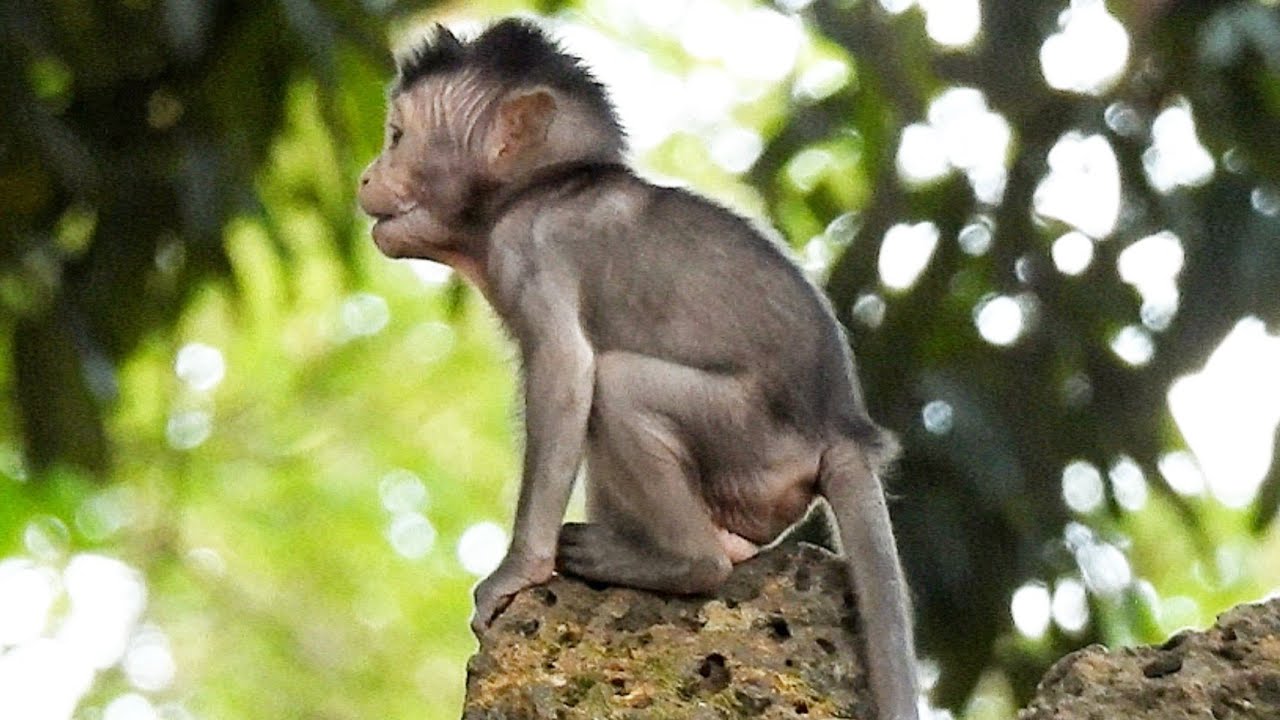 Wow! Adorable Baby Monkey standing on the laterite stone - YouTube