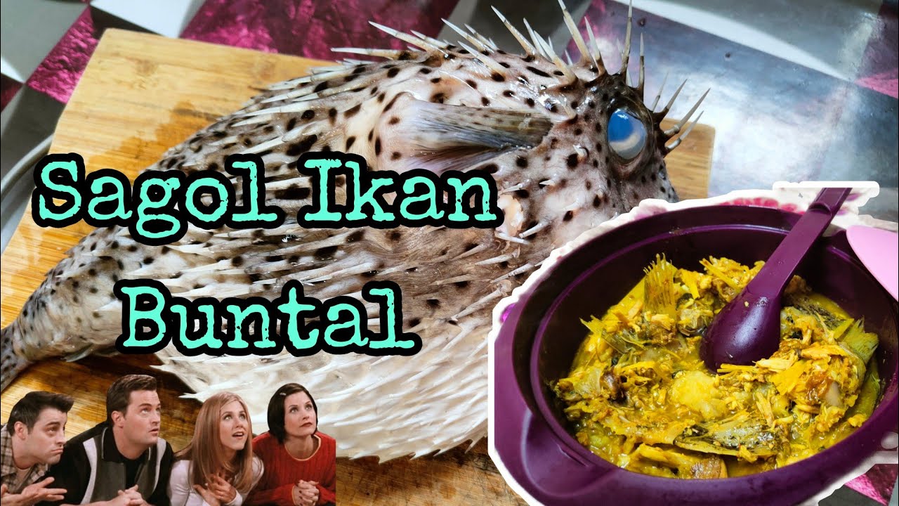 Masak Sinagol Ikan Buntal - YouTube