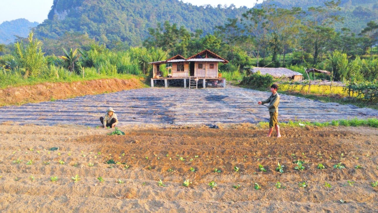 Day 16 in the safe zone - Develop large-scale vegetable growing by the ...