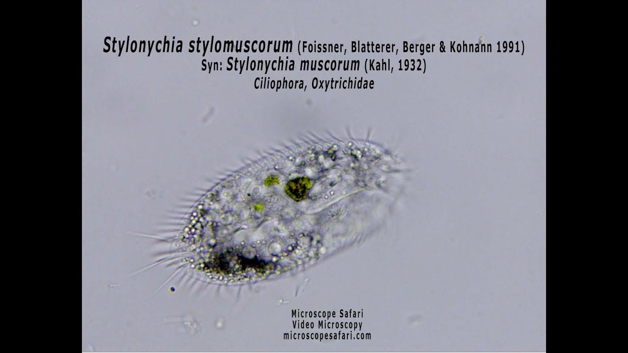 Stylonychia stylomuscorum - YouTube