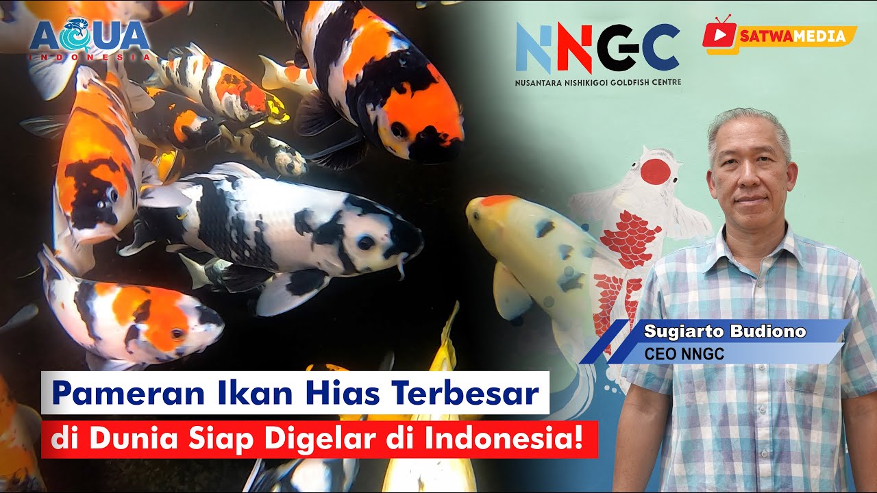 Bincang Seputar Koi dengan CEO NNGC Sugiarto Budiono - YouTube