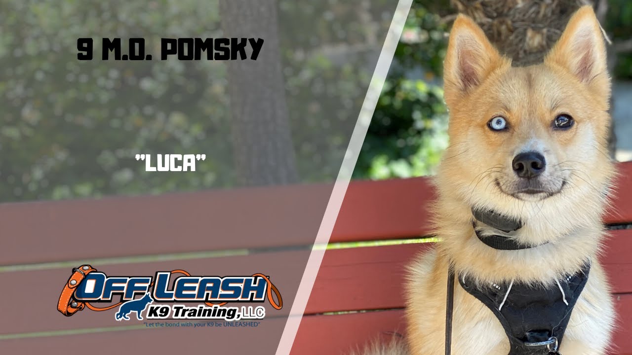 POMSKY / DOG TRAINING - YouTube