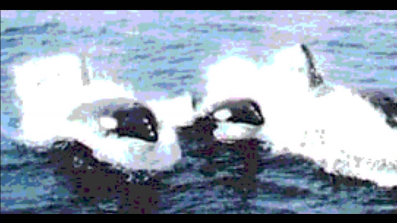 Lime Kiln: Dance of the Orca by William and Alene - YouTube