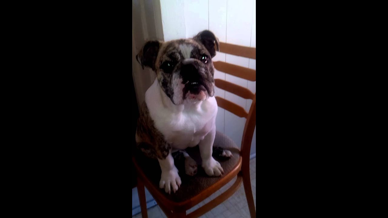 Bulldog hello - YouTube