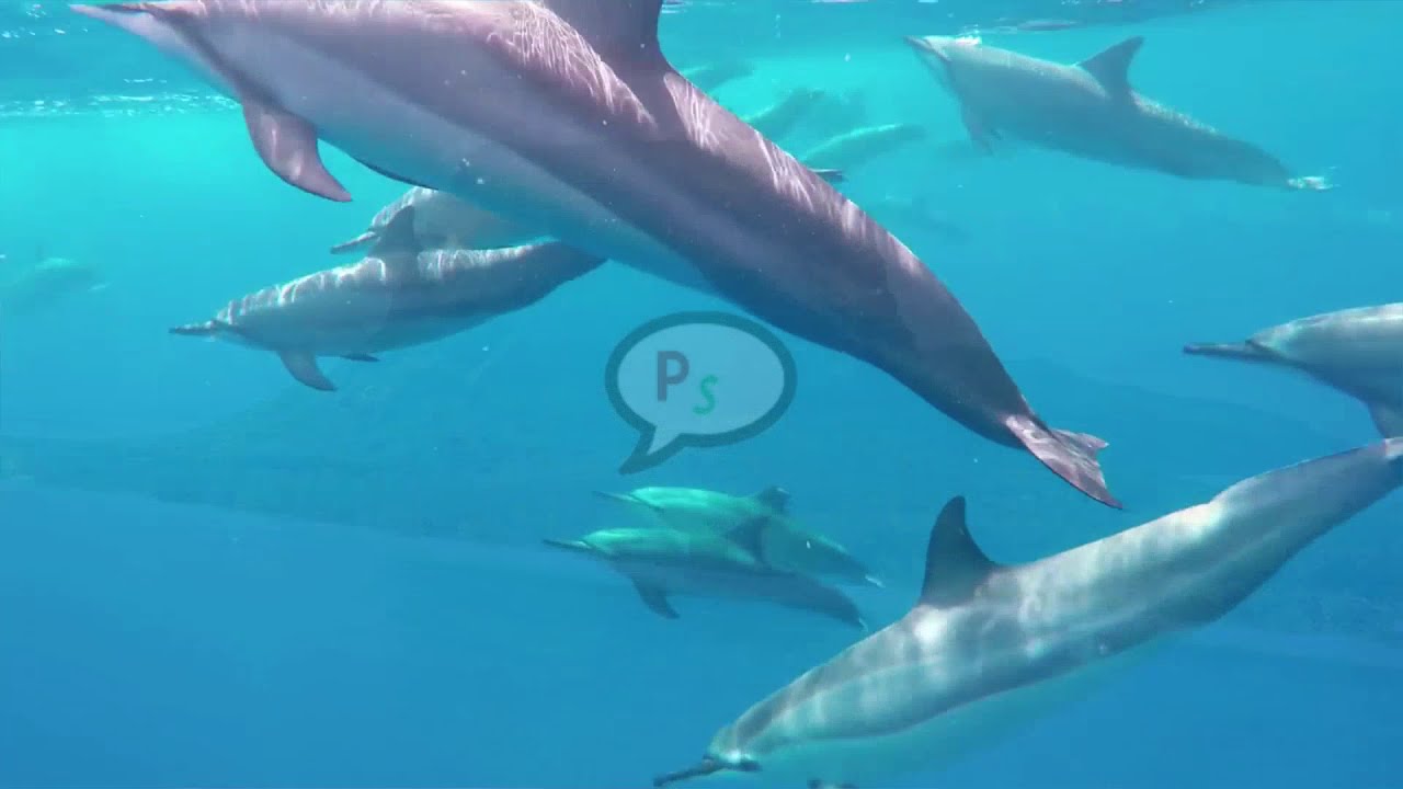 Mauritius Island Ile Maurice Sega - Beautiful Sega- Ton vie Peros Vert ...