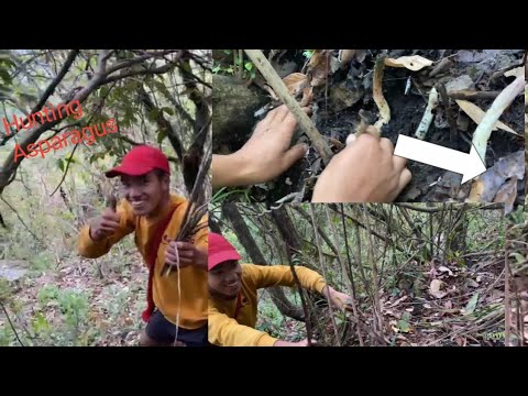 Nepali ,women //Hunting.Searching Asparagus in jangle//Nepali Asparagus ...