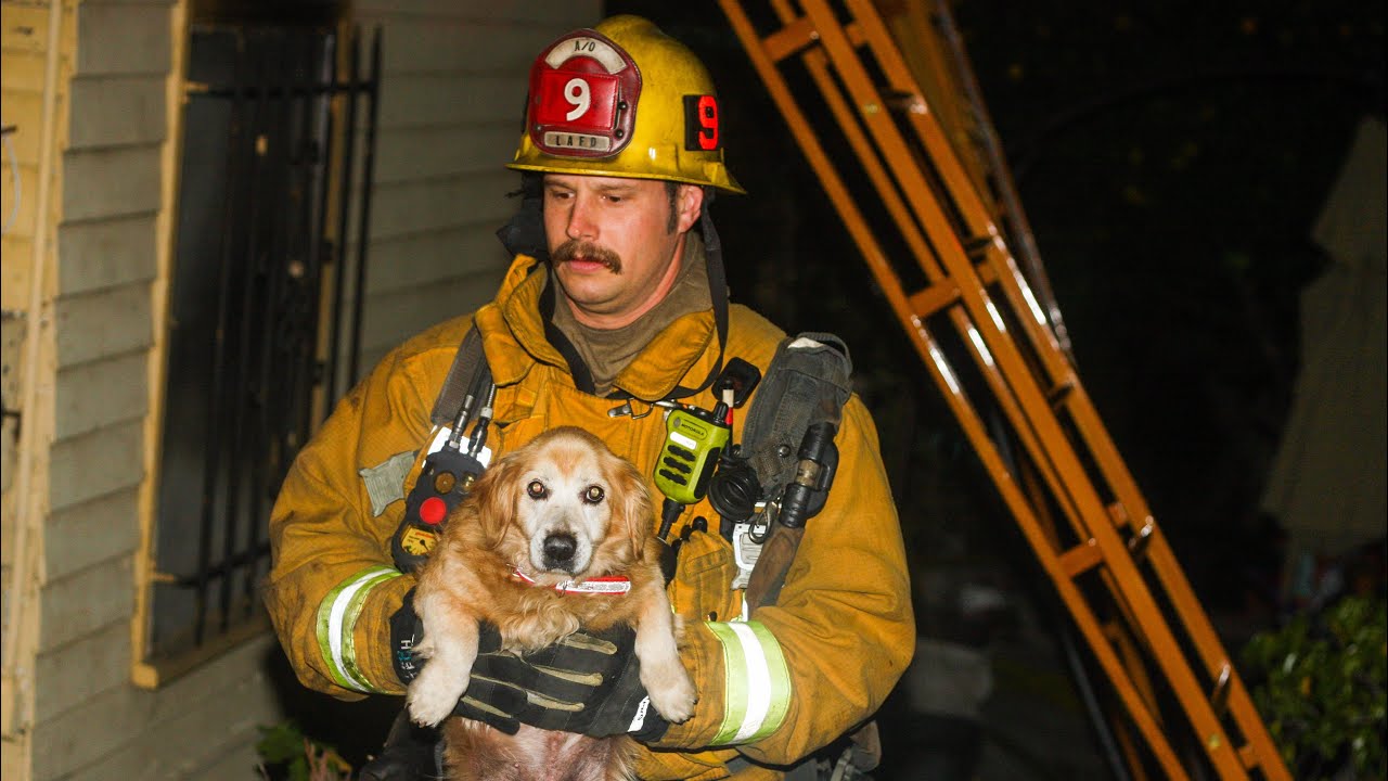 LAFD Saves Dogs From Structure Fire - YouTube