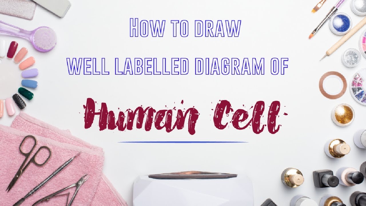 how to draw a well labelled diagram of Human Cell #videos - YouTube