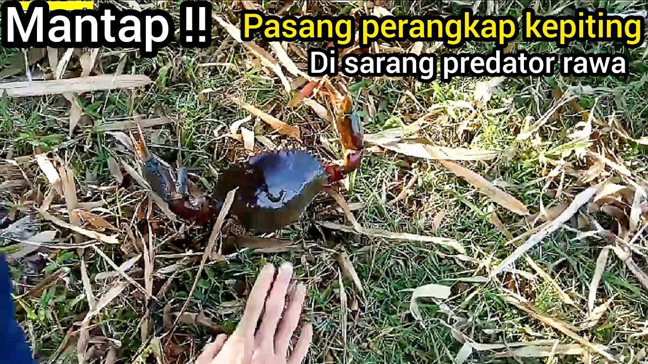 angkat perangkap kepiting di sarang predator rawa || bubu kepiting ...