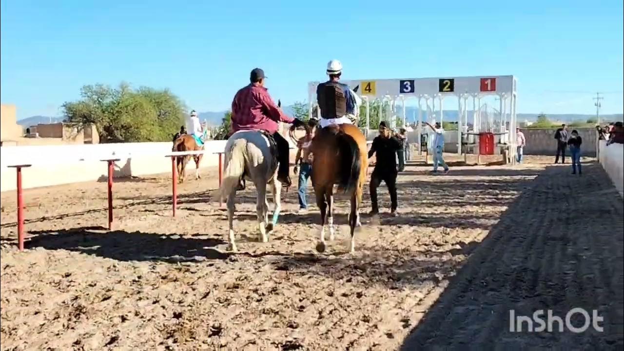 carreras de caballos - YouTube