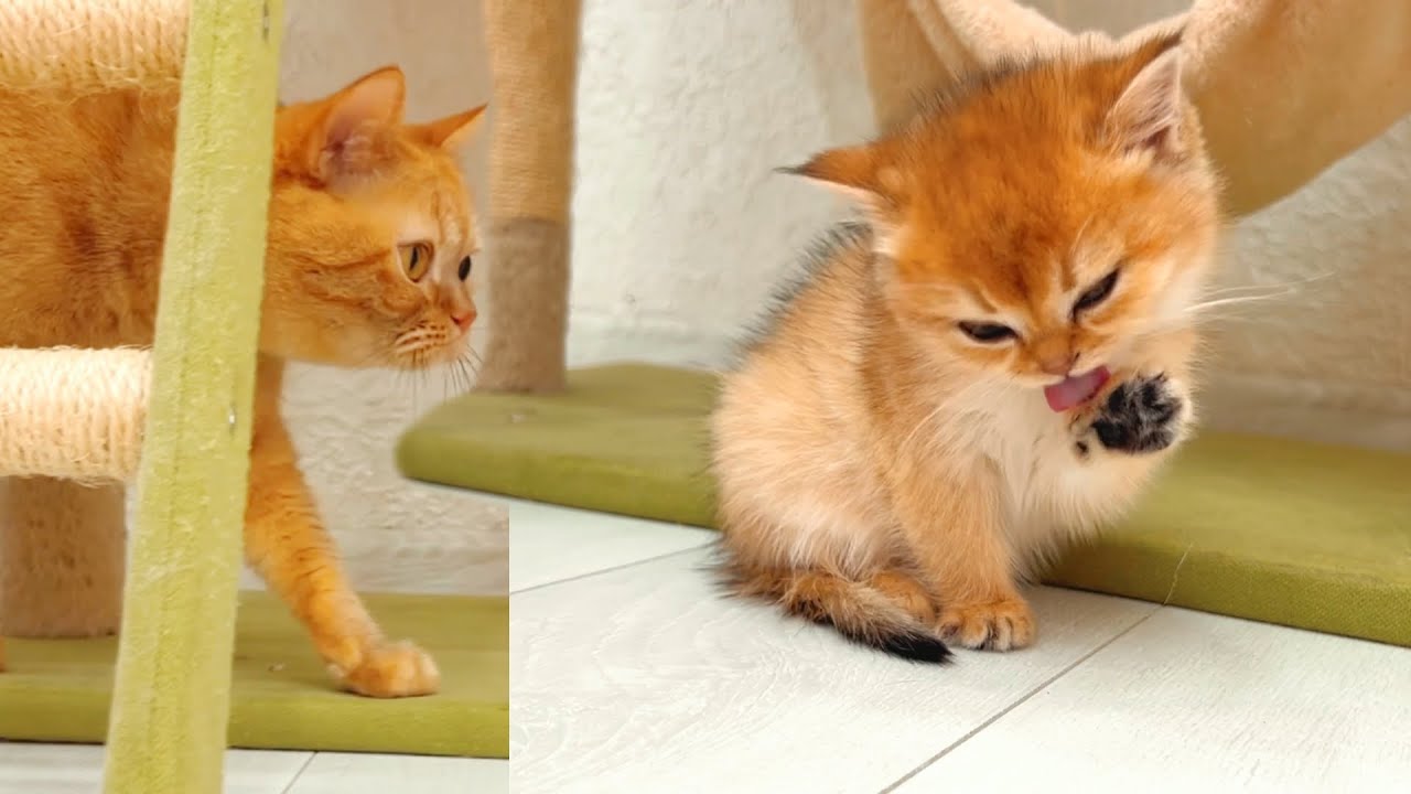 Rejected by Two Cats, This Kitten Tried Washing Herself First - YouTube
