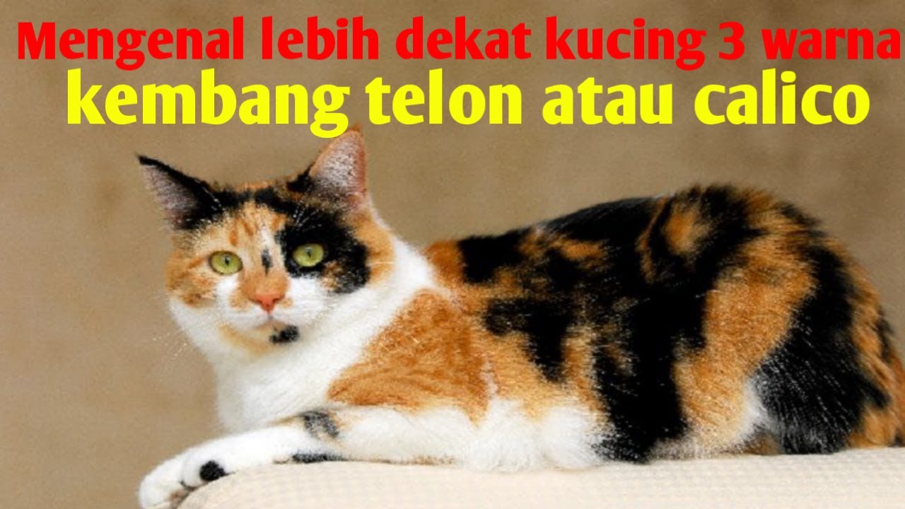 Mengenal lebih dekat kucing 3 warna kembang telon atau calico. - YouTube