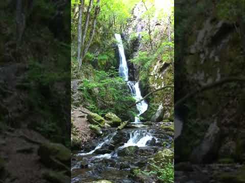 J' ai acheté une forêt aux enchères et je découvre un trésor ?