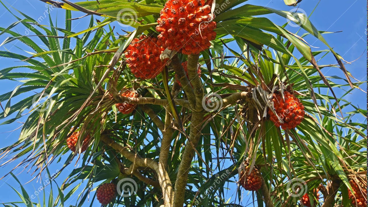 TONGA POLICE STRING BAND (MAUI) -TAKA-'I-FONUA MAHU - YouTube