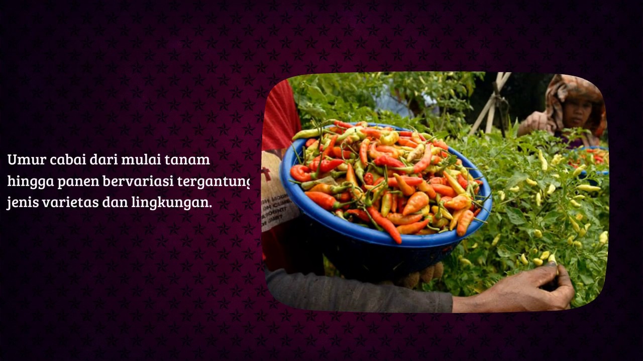 CARA MENANAM CABE DALAM POLYBAG | sumberplastik.co.id - YouTube