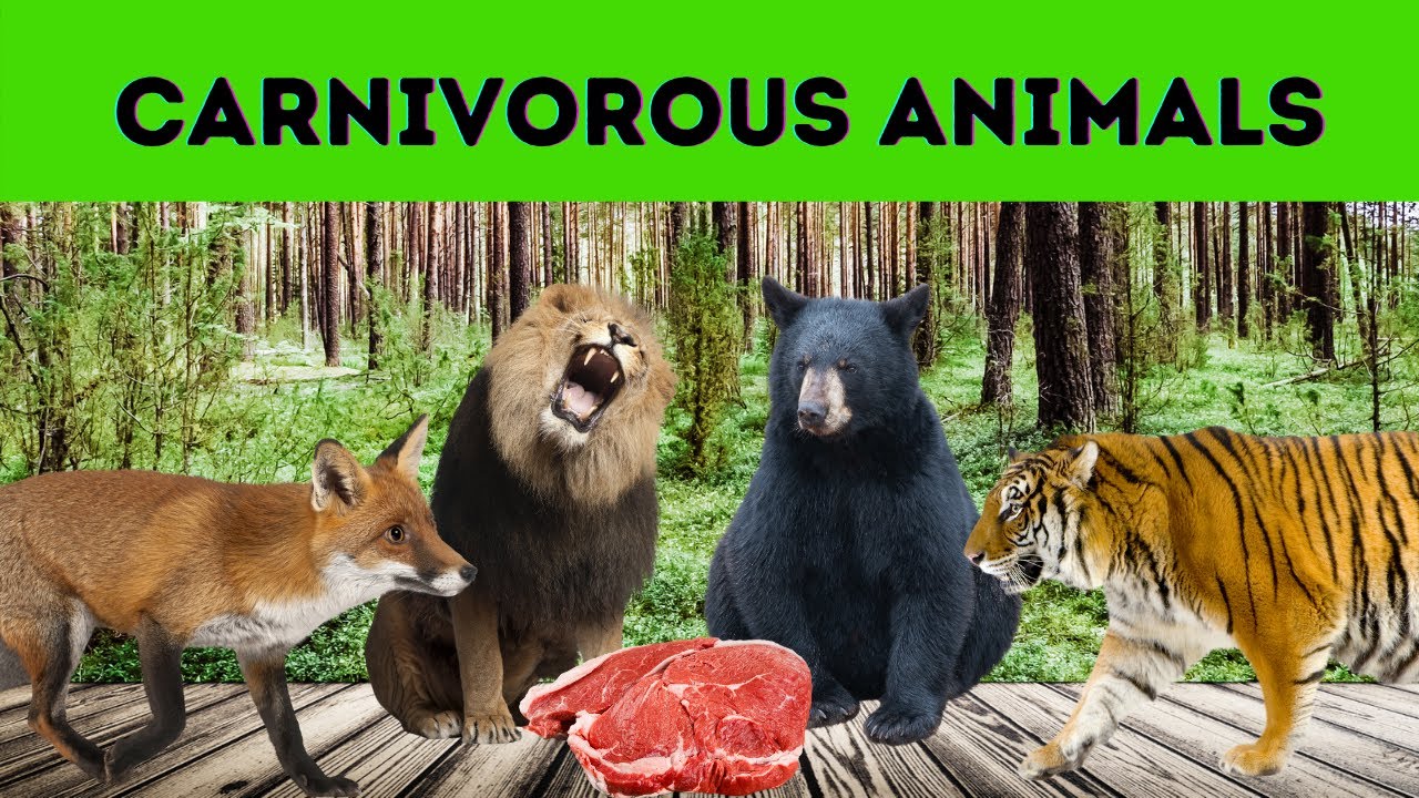 Carnivorous Animals Video for Kids Pre-School Children | Carnivore ...