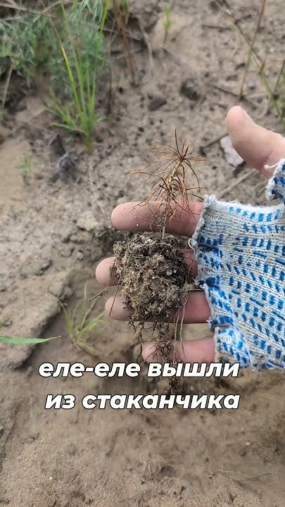 Приживаемость сеянцев с ЗКС спустя 2 года после посадки лес зкс