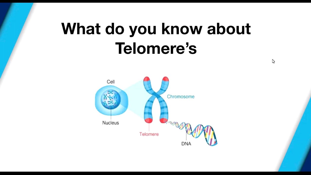 Introduction To Telomere's - YouTube
