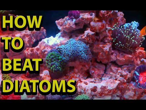 How To Get Rid Of Diatoms In A Salt Water Reef Tank