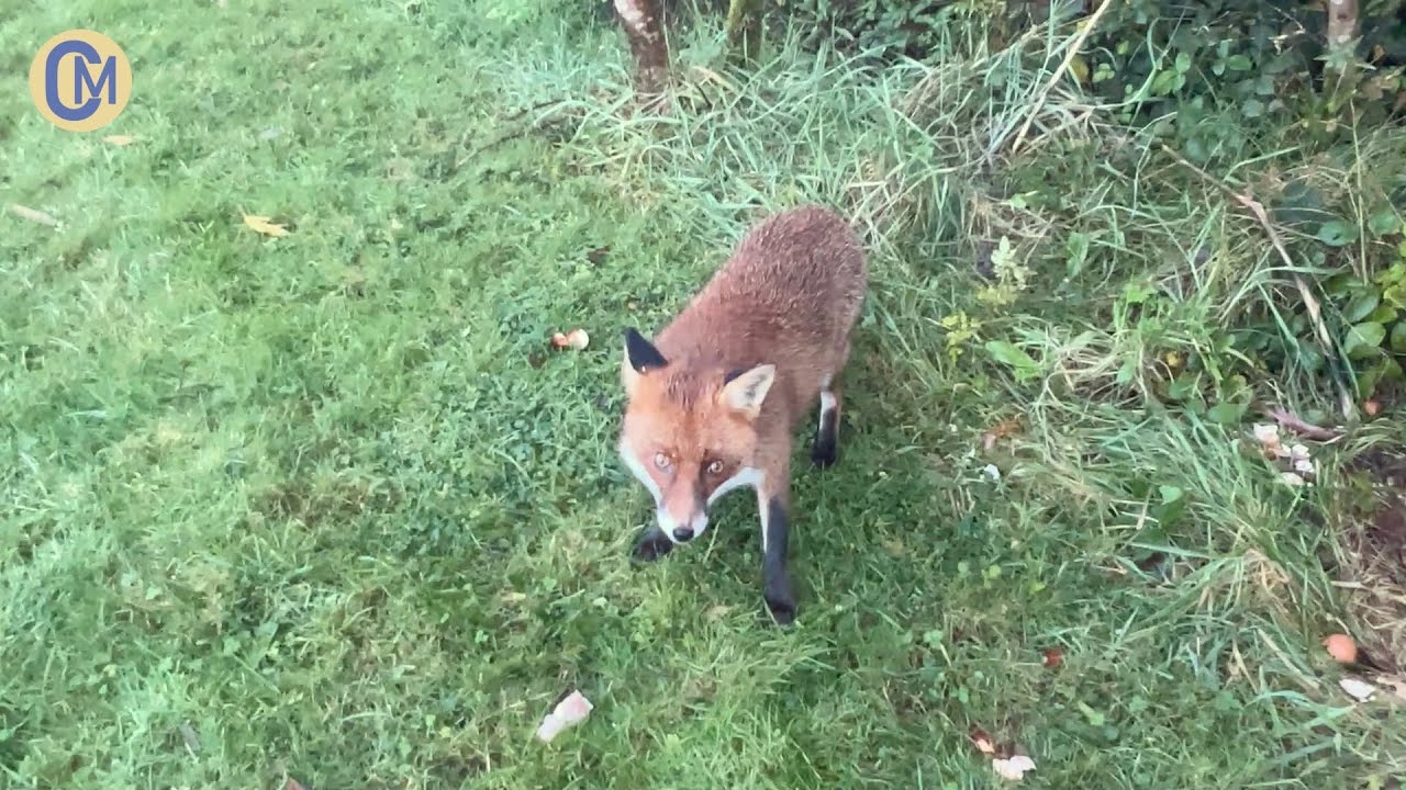 Fox eating chicken wings - YouTube