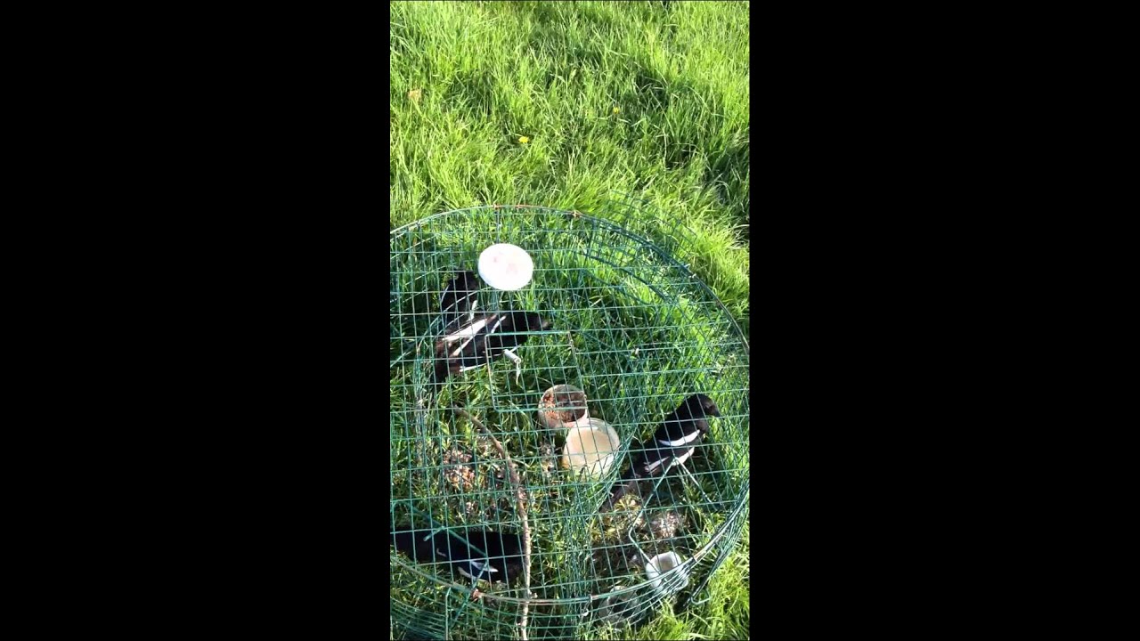 magpie trap, larsen trap - YouTube