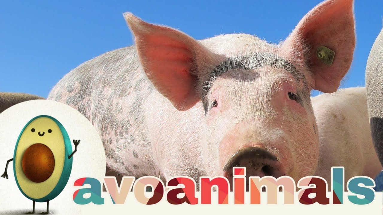 Pig sound squeaking | pig sound or kids - YouTube