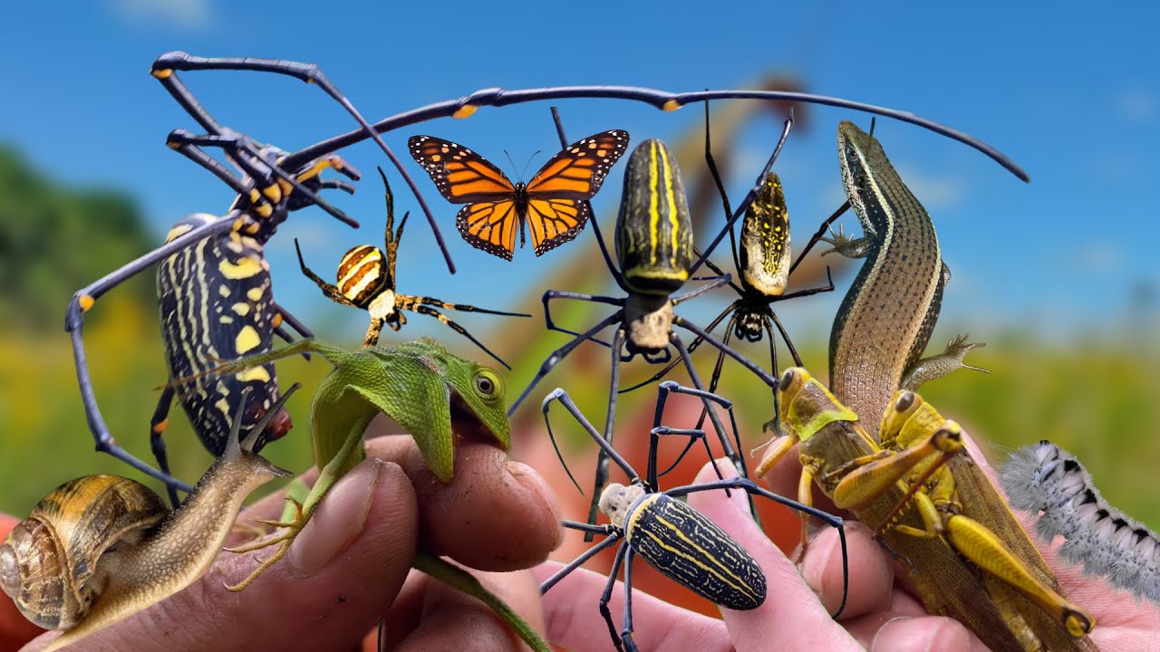 Eps 69 - Giant Huntsman Spiders and Wild Wood Beetles Are Amazing in ...
