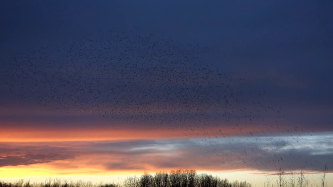 Starling murmuration at Willington , bedfordshire, New years eve 2013 ...