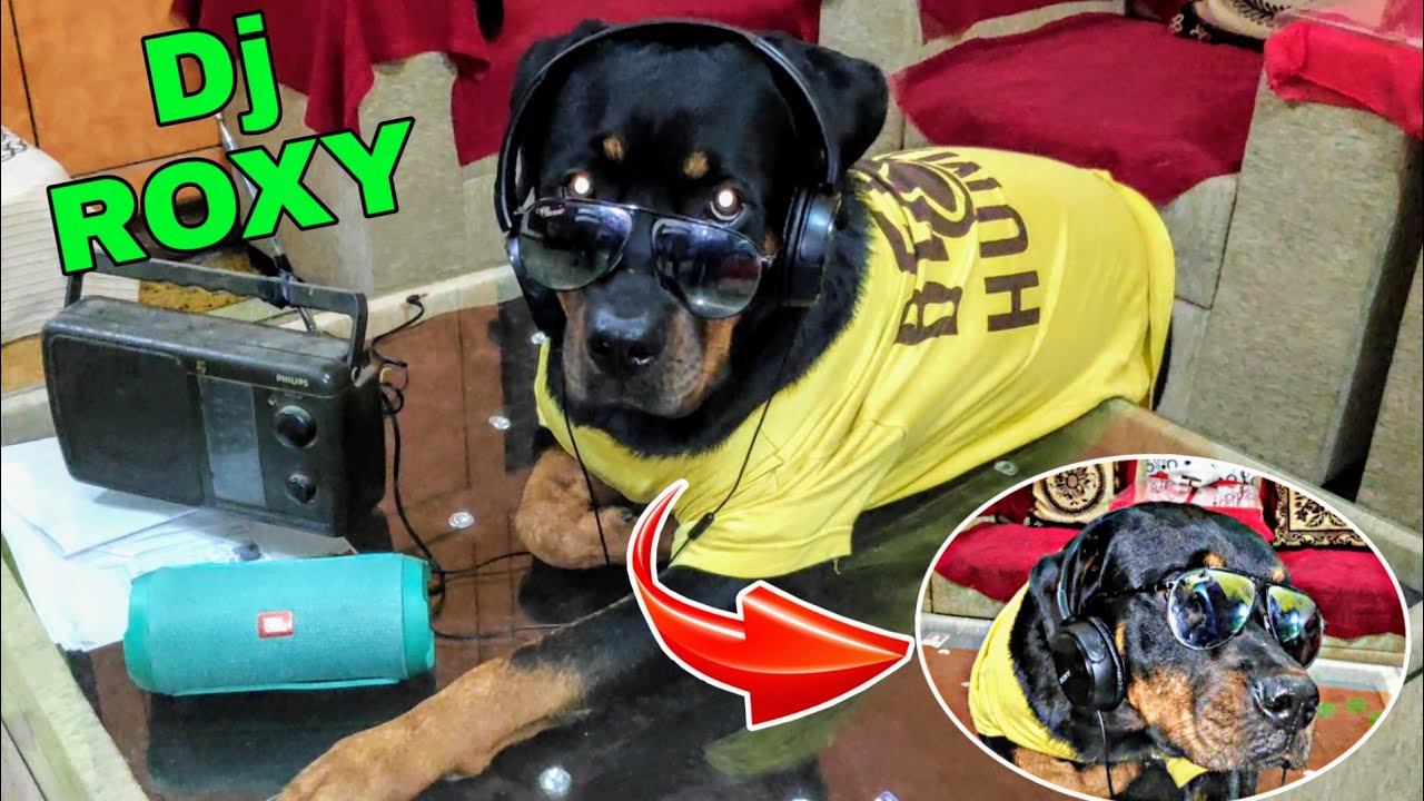 Rottweiler As a DJ wale Babu 🕺 || Dog Can talk Part 12 || Roxy ...