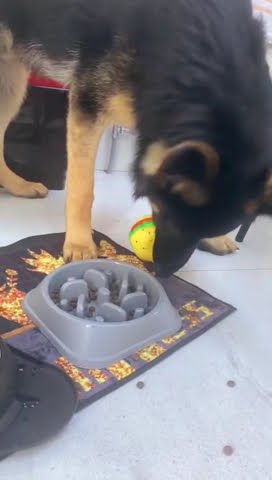 German Shepherd Puppy Destroys His Burger😍😼 - YouTube