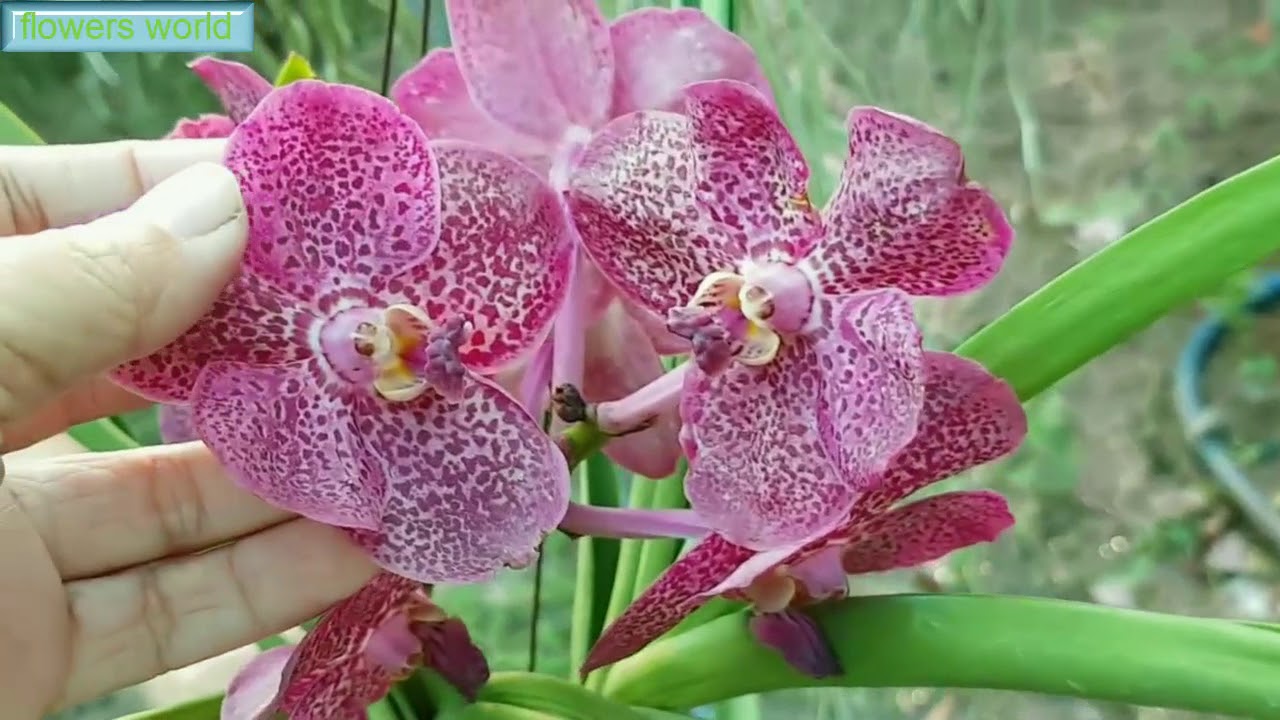 Vanda orchid color. - YouTube