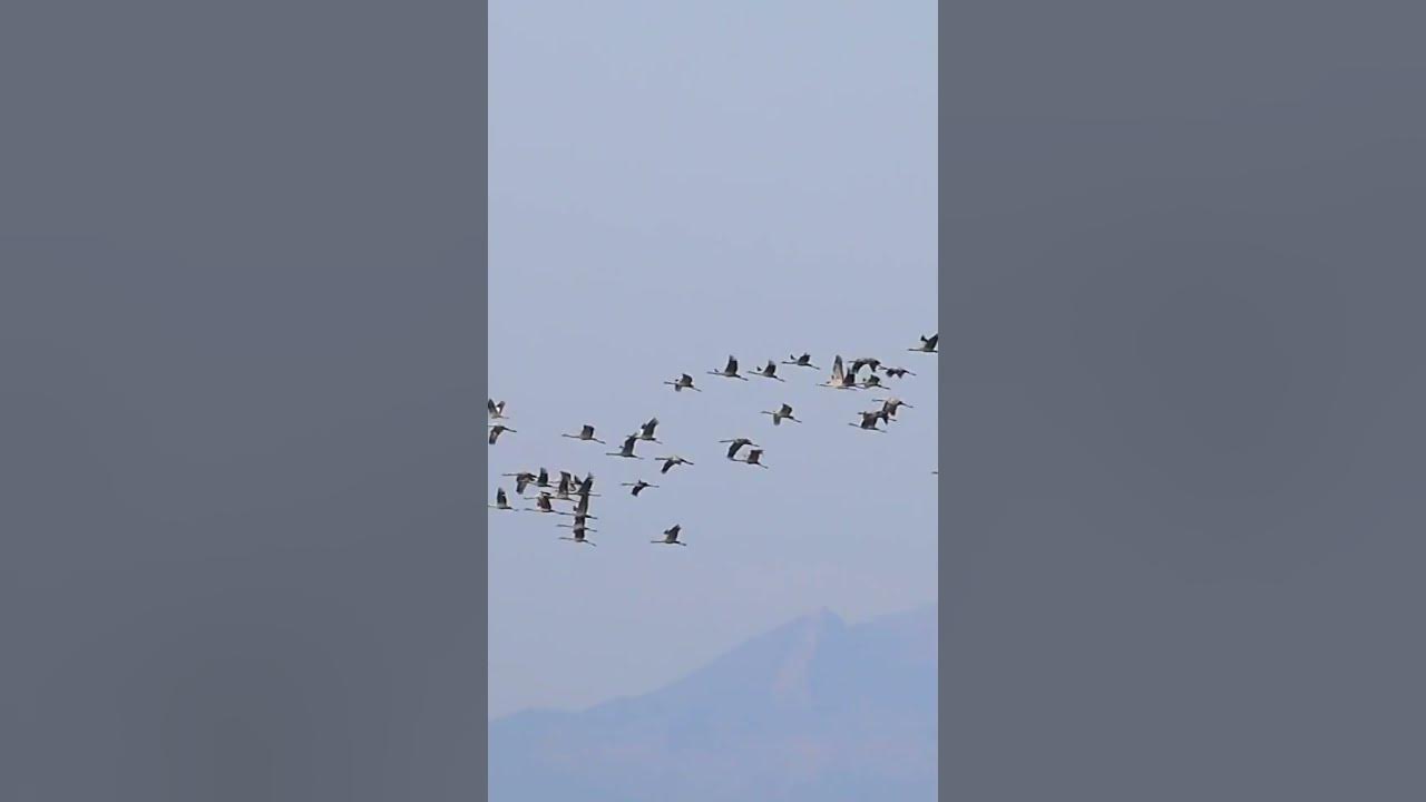 Flaying Bird#flying #birds #trending - YouTube
