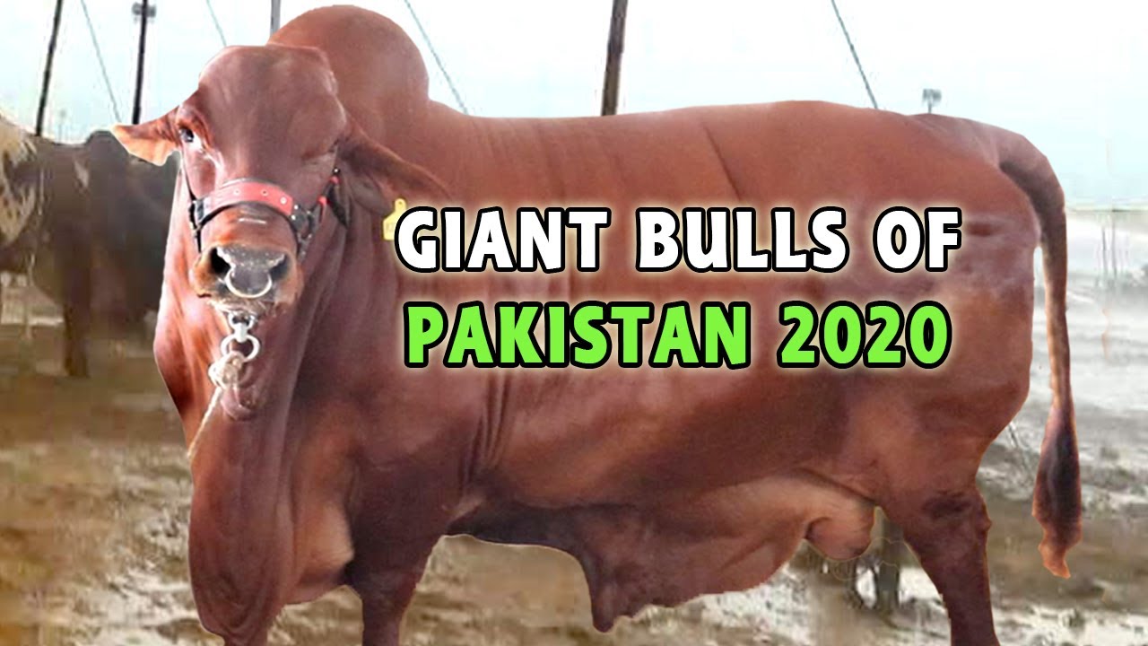 GIANT BULLS OF PAKISTAN 2020 | EID 2020 AMAZING BIG BULLS KARACHI ...